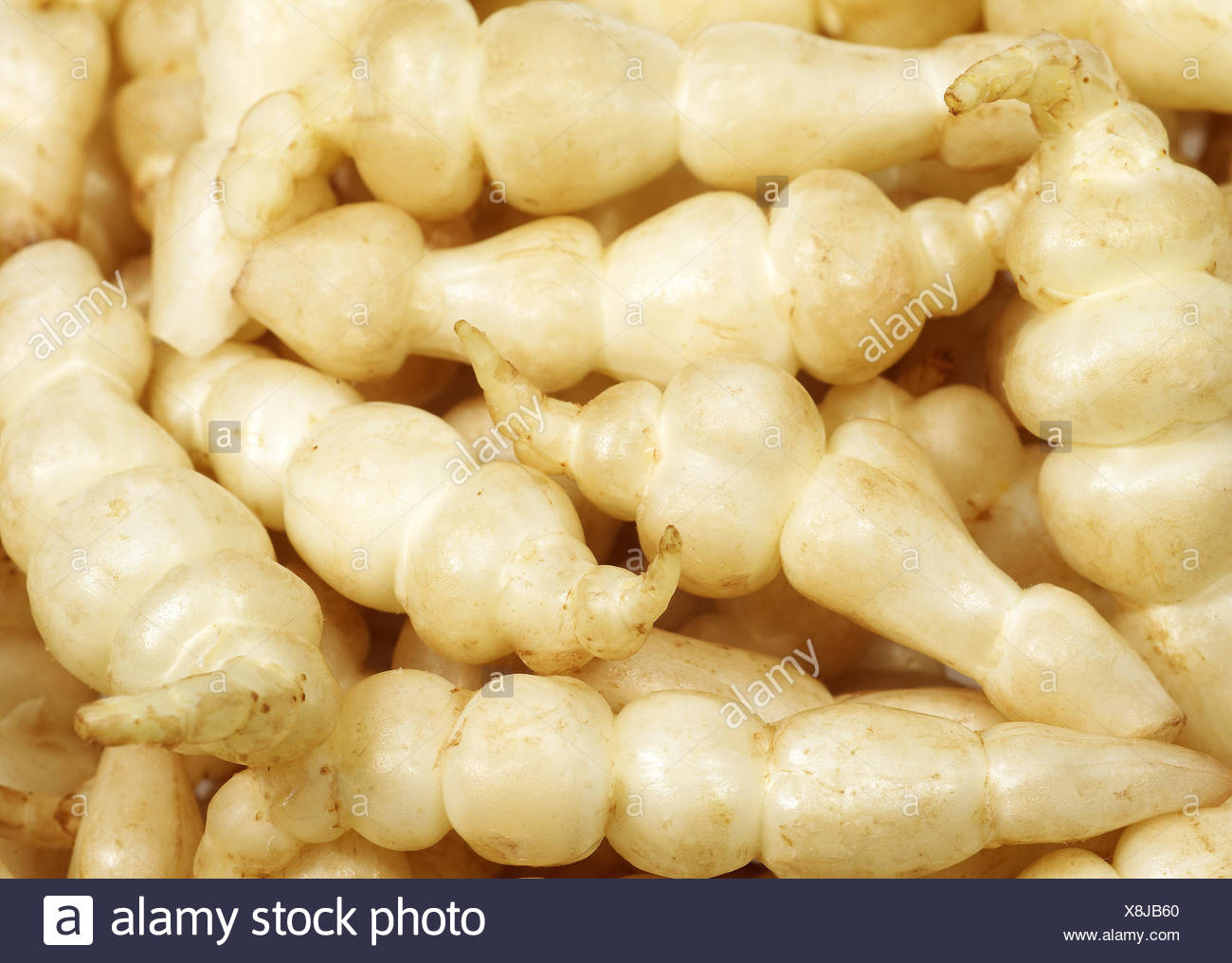 Crosne Or Chinese Artichoke Stachys Affinis High Resolution Stock ...