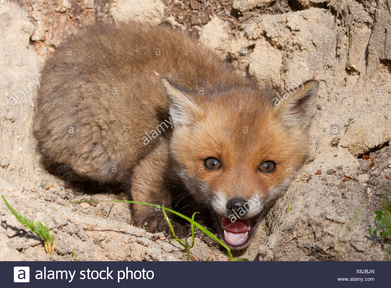 Loamy Soils High Resolution Stock Photography and Images - Alamy
