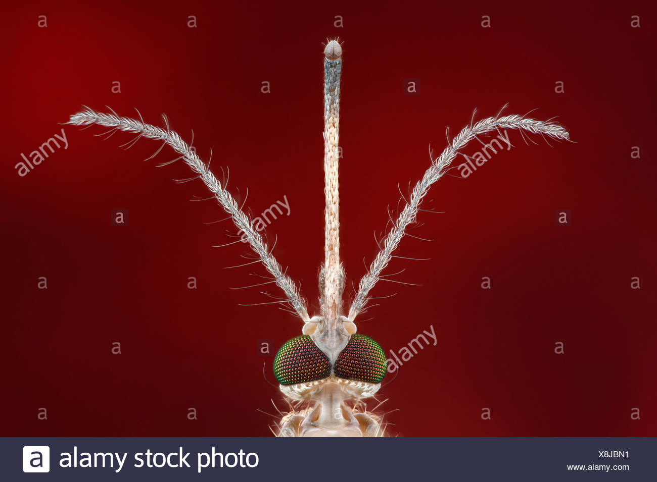 Culex High Resolution Stock Photography and Images - Alamy