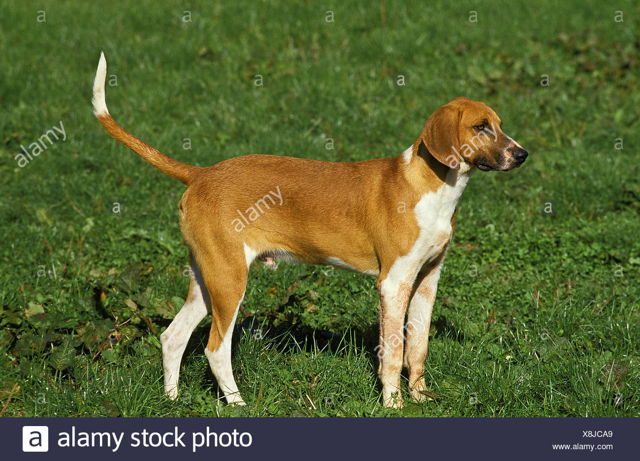 Great Anglo French White Orange Hound High Resolution Stock Photography ...