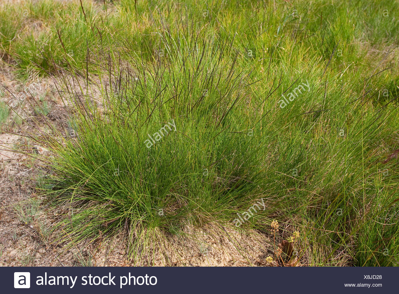 Nardus High Resolution Stock Photography and Images - Alamy