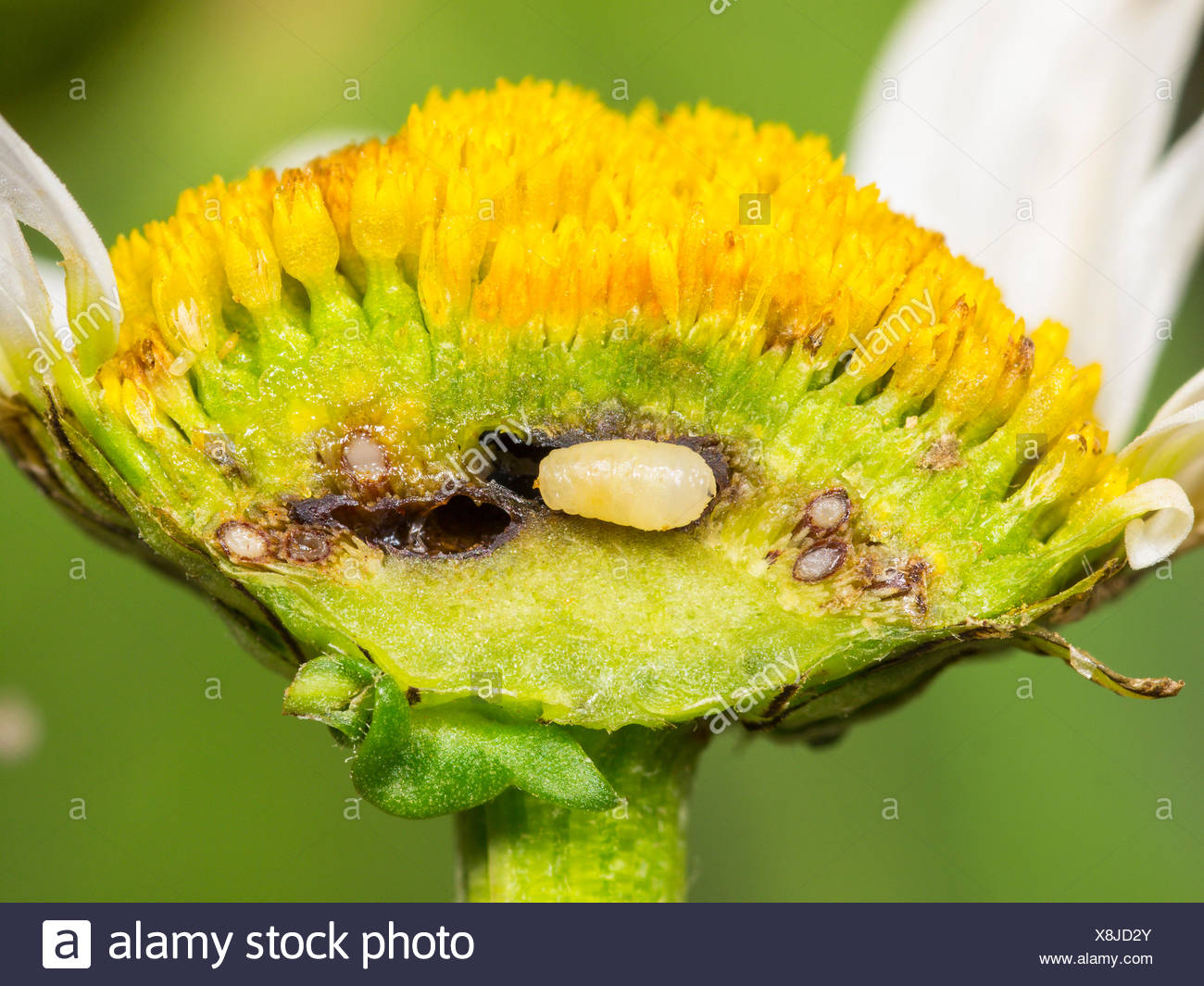 Tubular Sections High Resolution Stock Photography and Images - Alamy