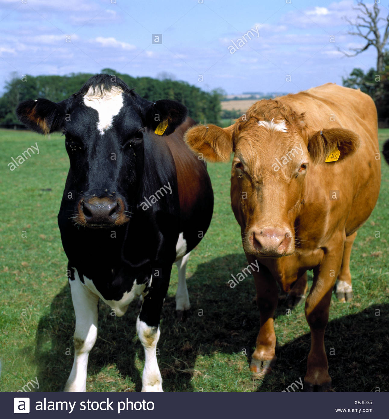 Mad Cow Disease Bse High Resolution Stock Photography and Images - Alamy