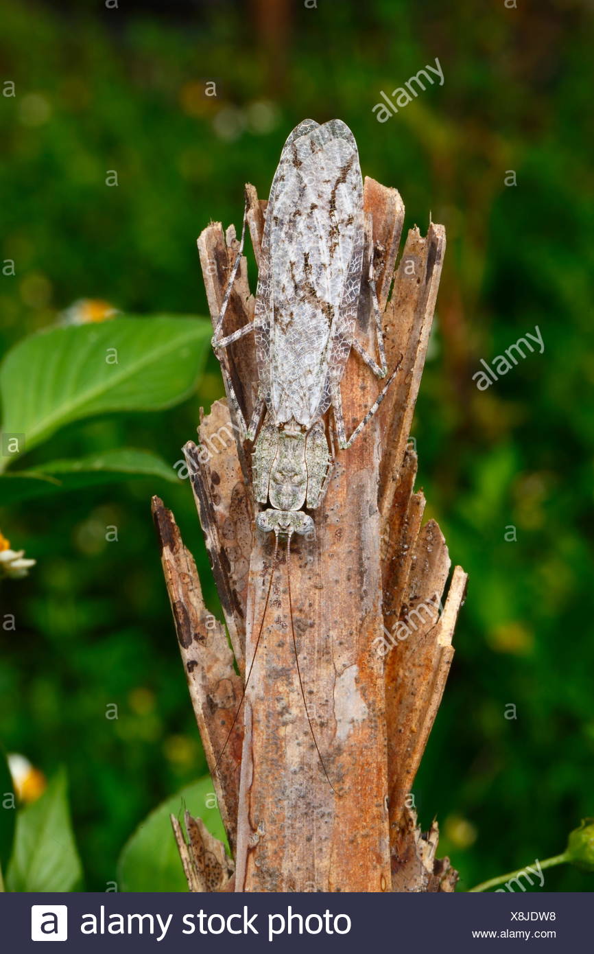 Bark Mantis High Resolution Stock Photography and Images - Alamy