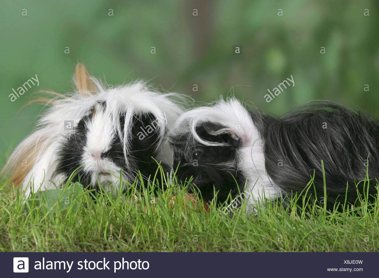 Peruaner High Resolution Stock Photography and Images - Alamy