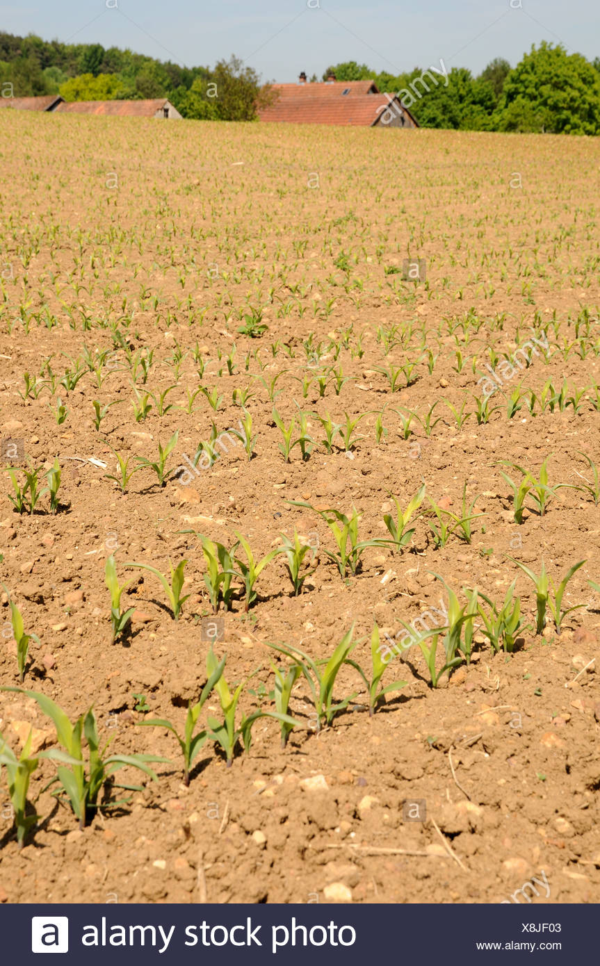 Maize Field High Resolution Stock Photography and Images - Alamy