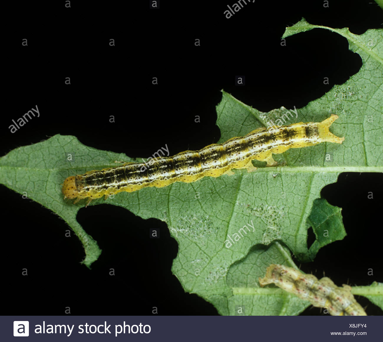 Semilooper Stock Photos & Semilooper Stock Images - Alamy