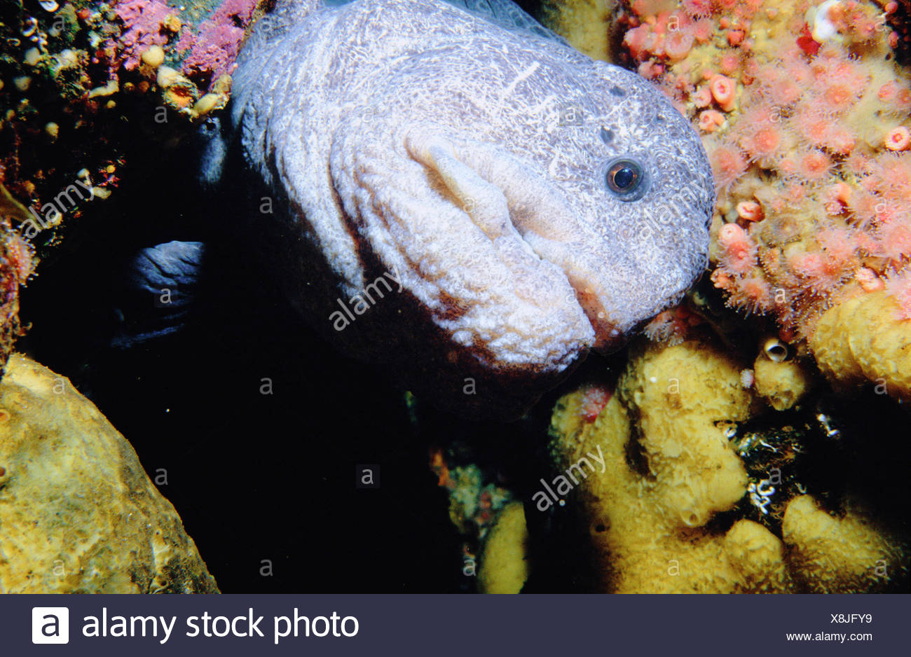 Anarrhichthys Ocellatus Stock Photos & Anarrhichthys Ocellatus Stock ...
