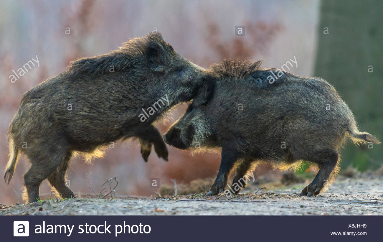 Wild Boars Fighting Stock Photos & Wild Boars Fighting Stock Images - Alamy