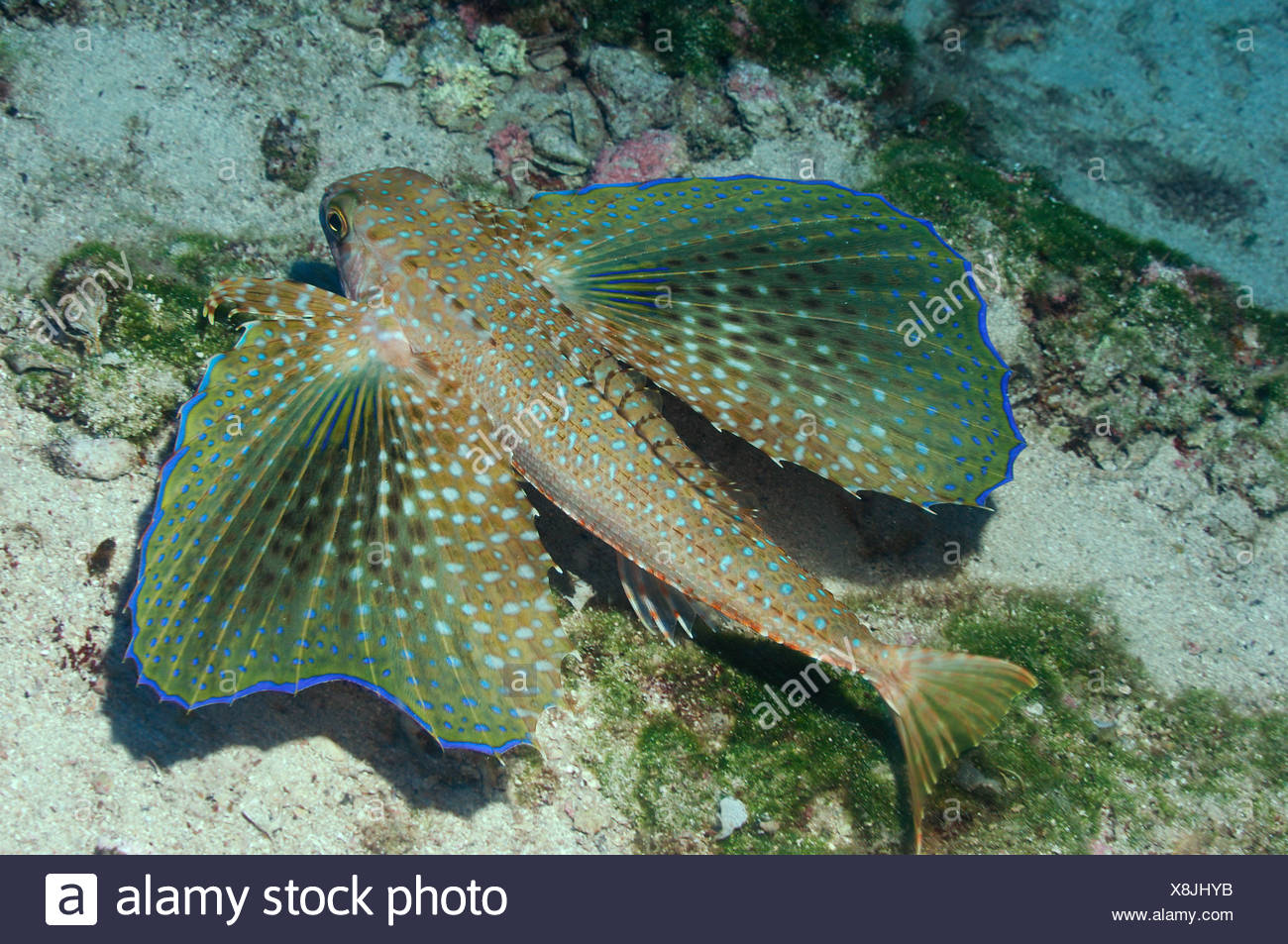 Flying Gurnard Fish High Resolution Stock Photography and Images - Alamy
