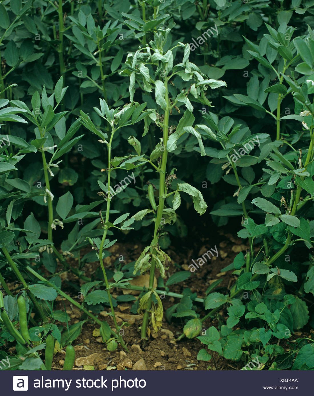 Foot Rot High Resolution Stock Photography and Images - Alamy