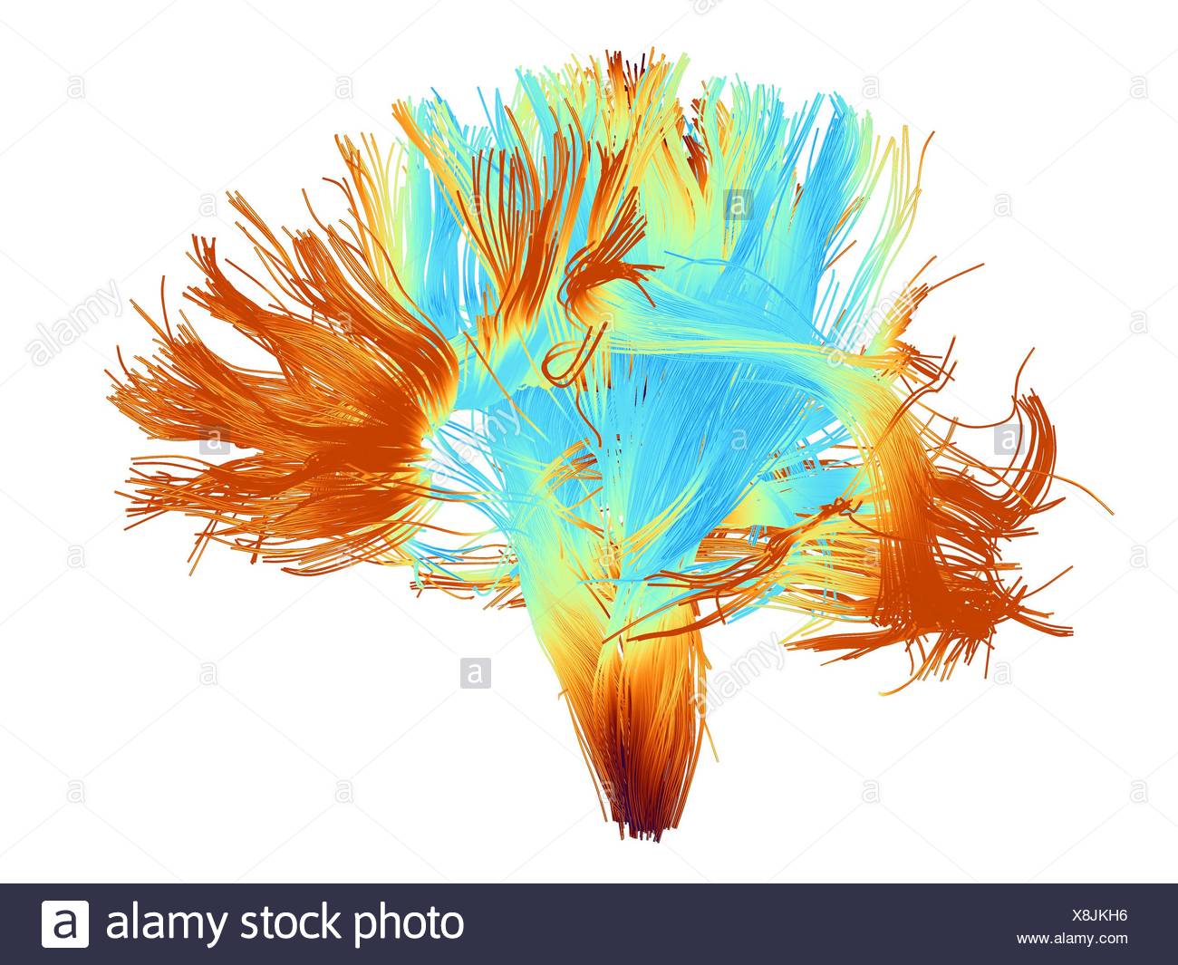 Mapping The Brain High Resolution Stock Photography and Images - Alamy