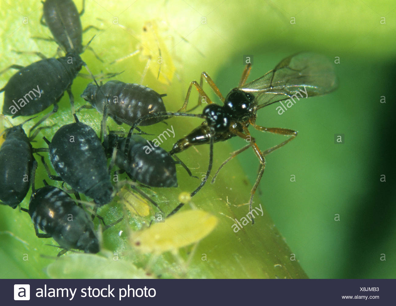 Aphidius Stock Photos & Aphidius Stock Images - Alamy