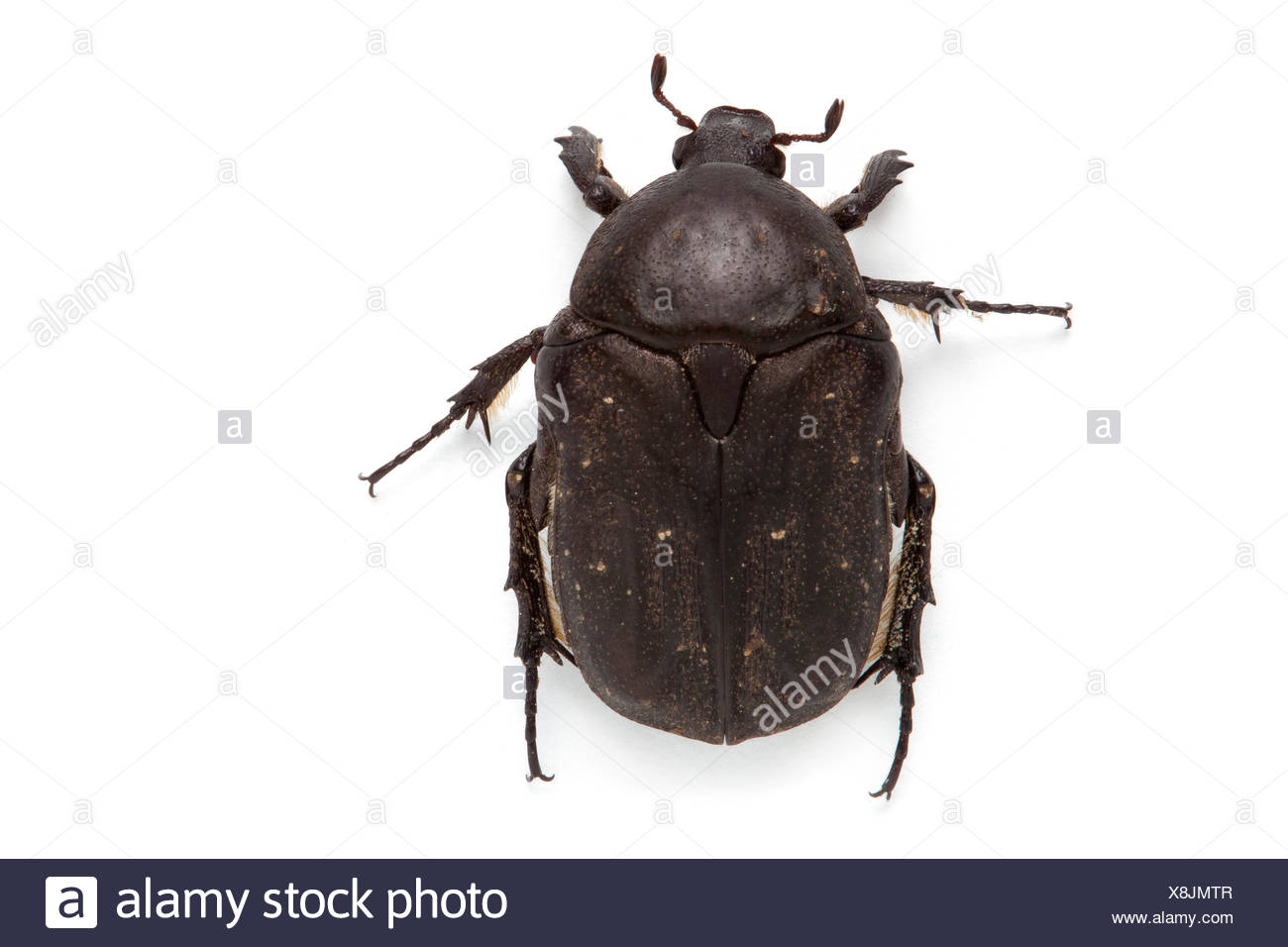 Protaetia High Resolution Stock Photography and Images - Alamy