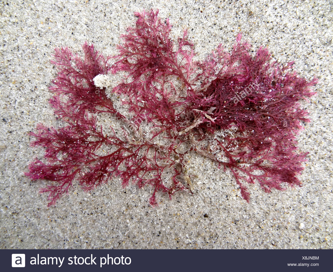 Red Alga Antithamnion Plumula Stock Photos & Red Alga Antithamnion ...