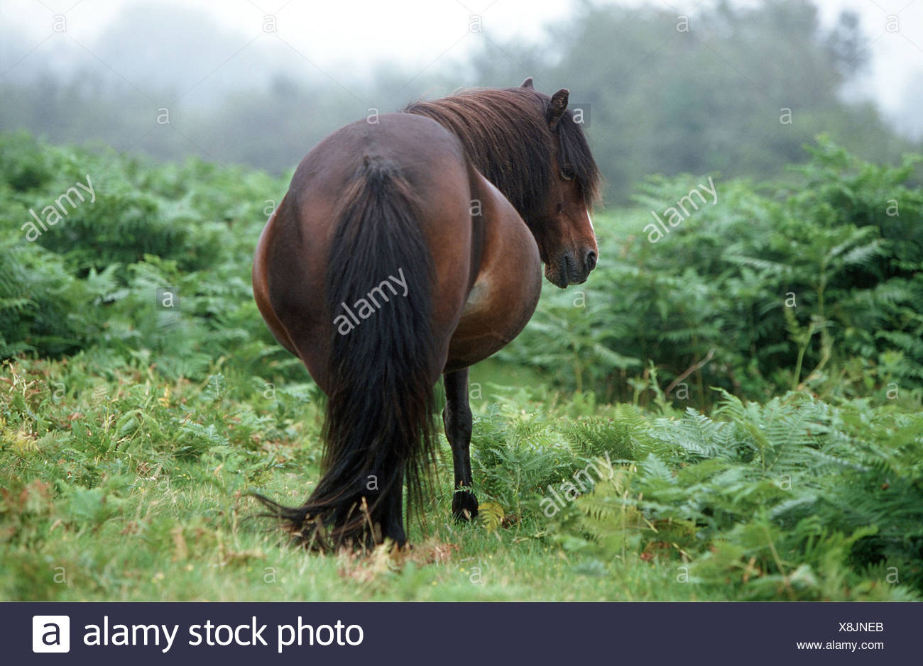 Backwards Horse High Resolution Stock Photography and Images - Alamy