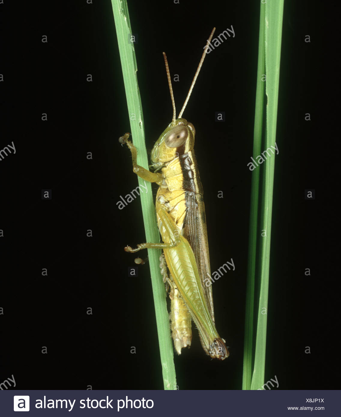 Oxya High Resolution Stock Photography and Images - Alamy