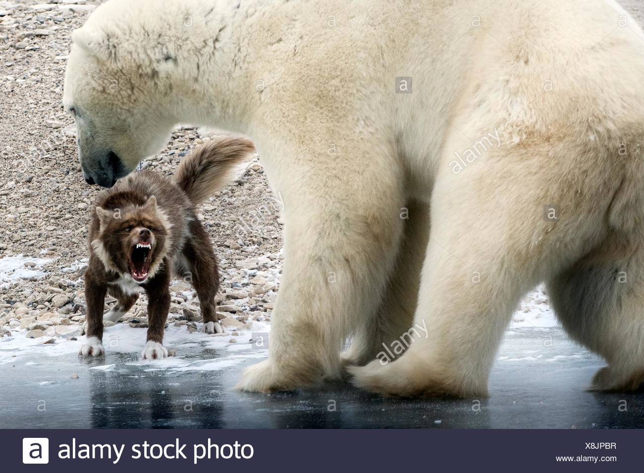Aggressive Bear High Resolution Stock Photography and Images - Alamy