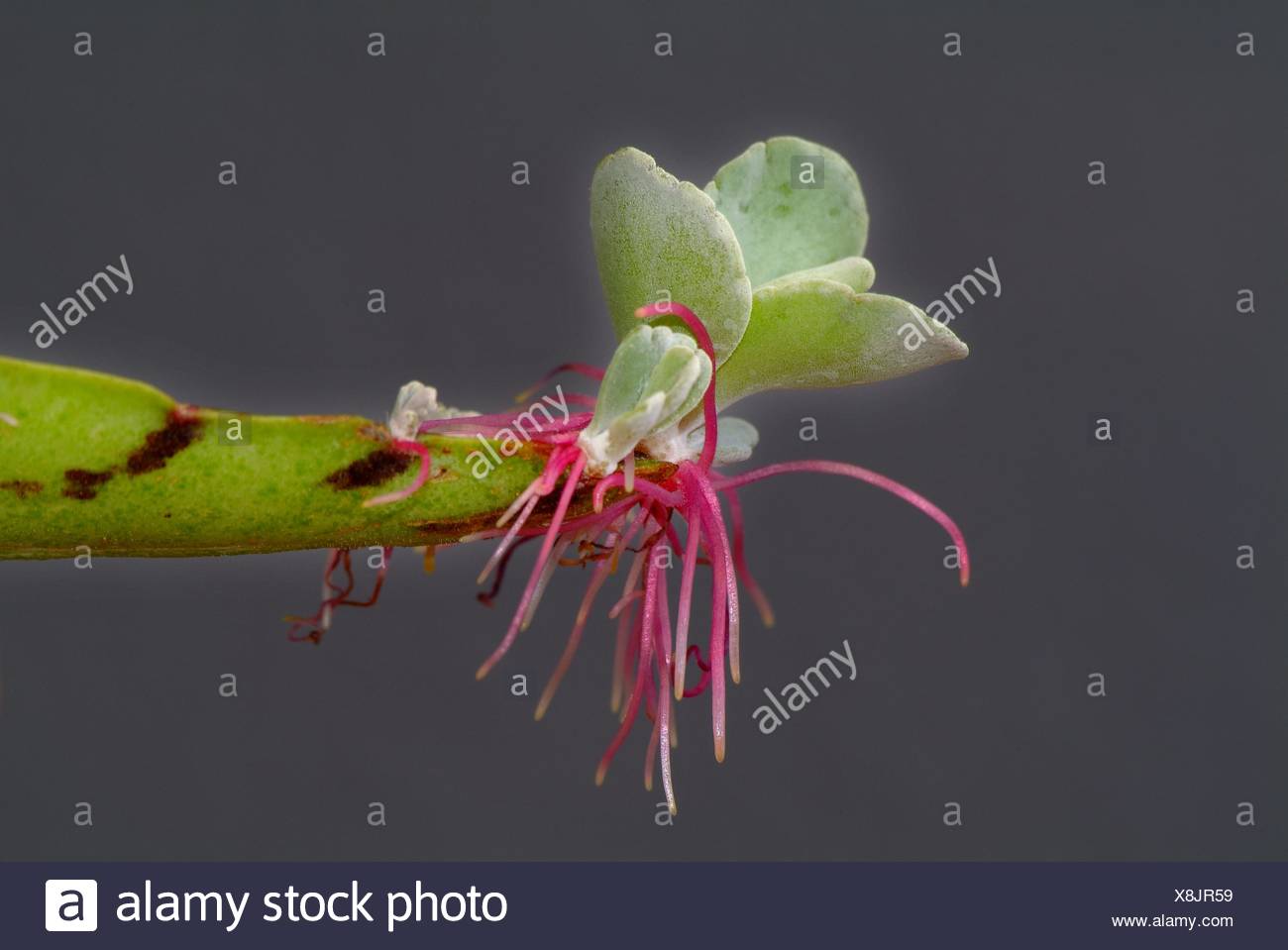 Asexual Reproduction High Resolution Stock Photography and Images - Alamy