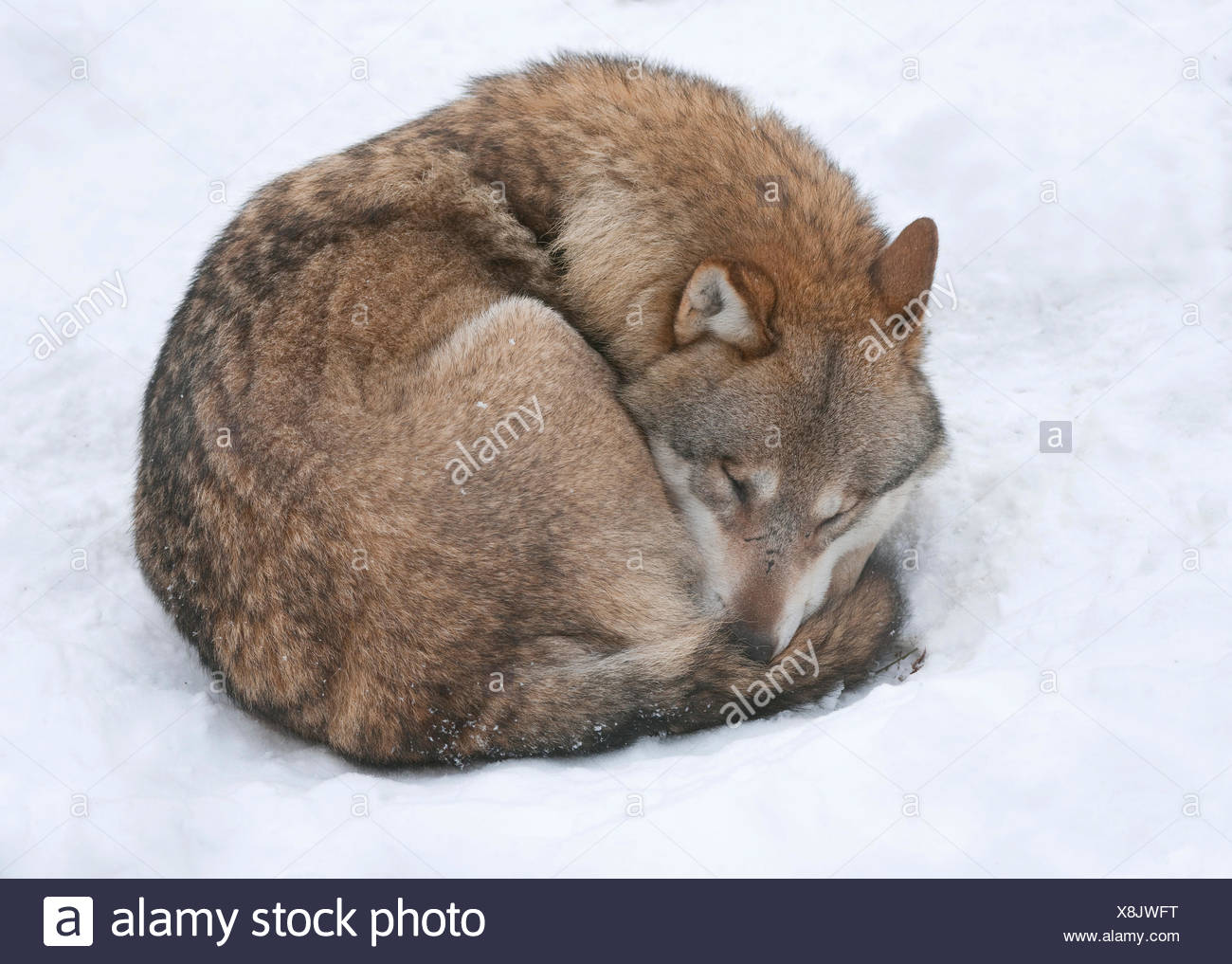 Wolf Curled Up High Resolution Stock Photography and Images - Alamy