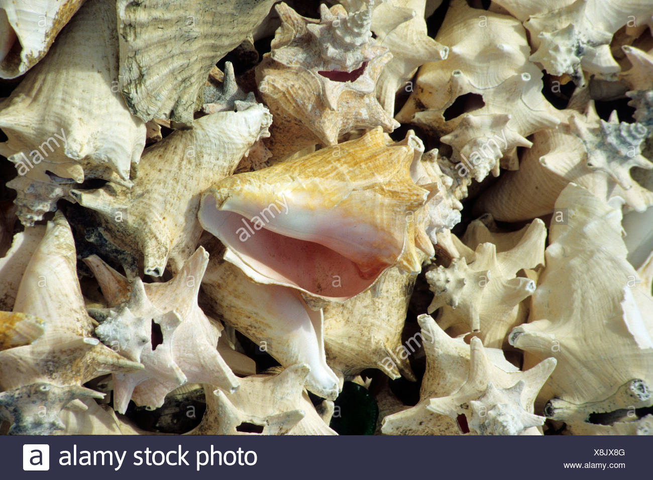 Queen Conch Strombus Gigas Stock Photos & Queen Conch Strombus Gigas ...
