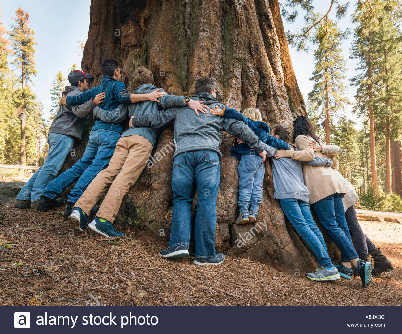 Man Hugging Sequoia Tree High Resolution Stock Photography and Images ...