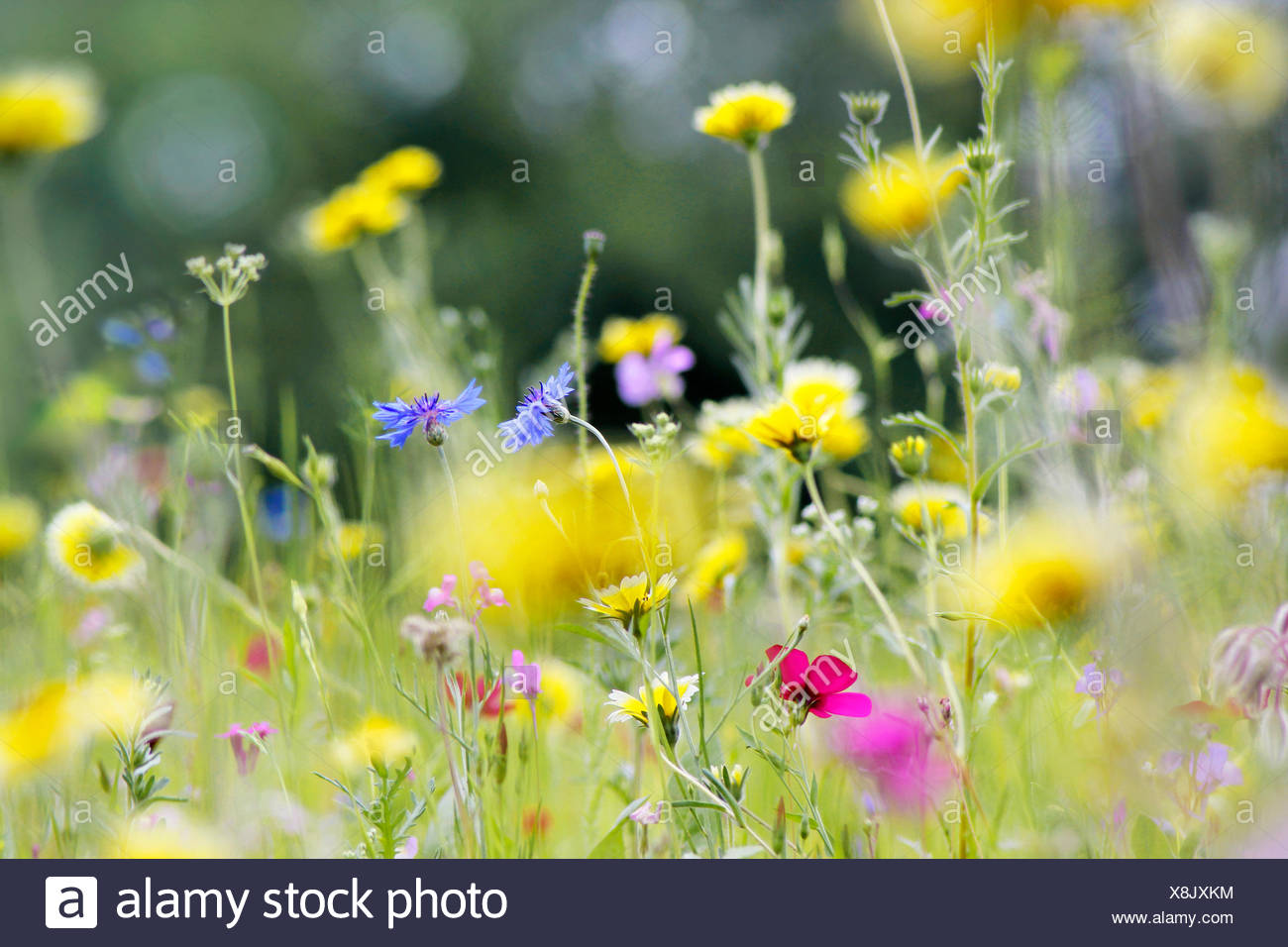 Blumenwiese High Resolution Stock Photography and Images - Alamy