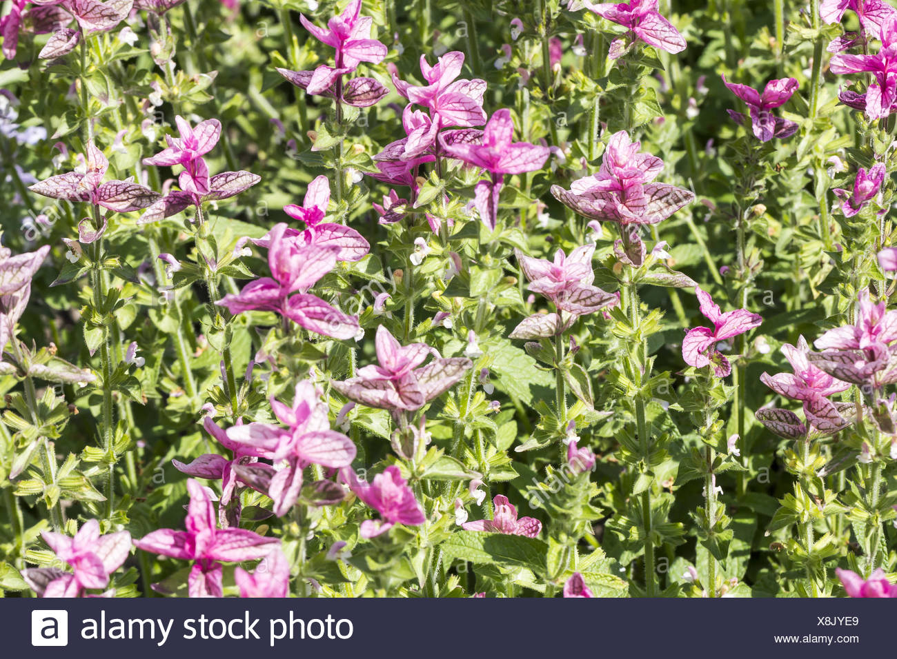 Salvia Viridis High Resolution Stock Photography and Images - Alamy