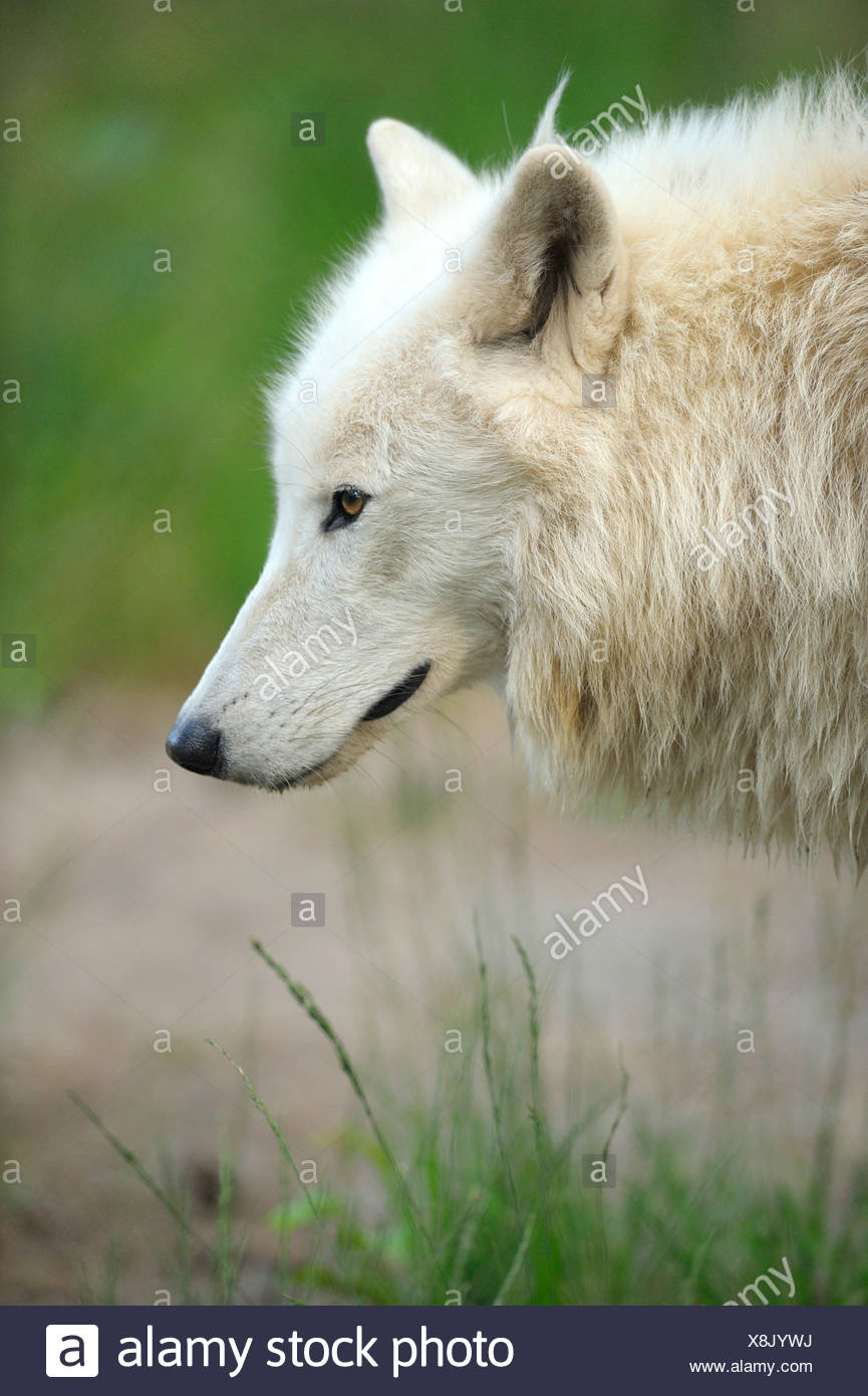 Canis Lupus Albus High Resolution Stock Photography and Images - Alamy