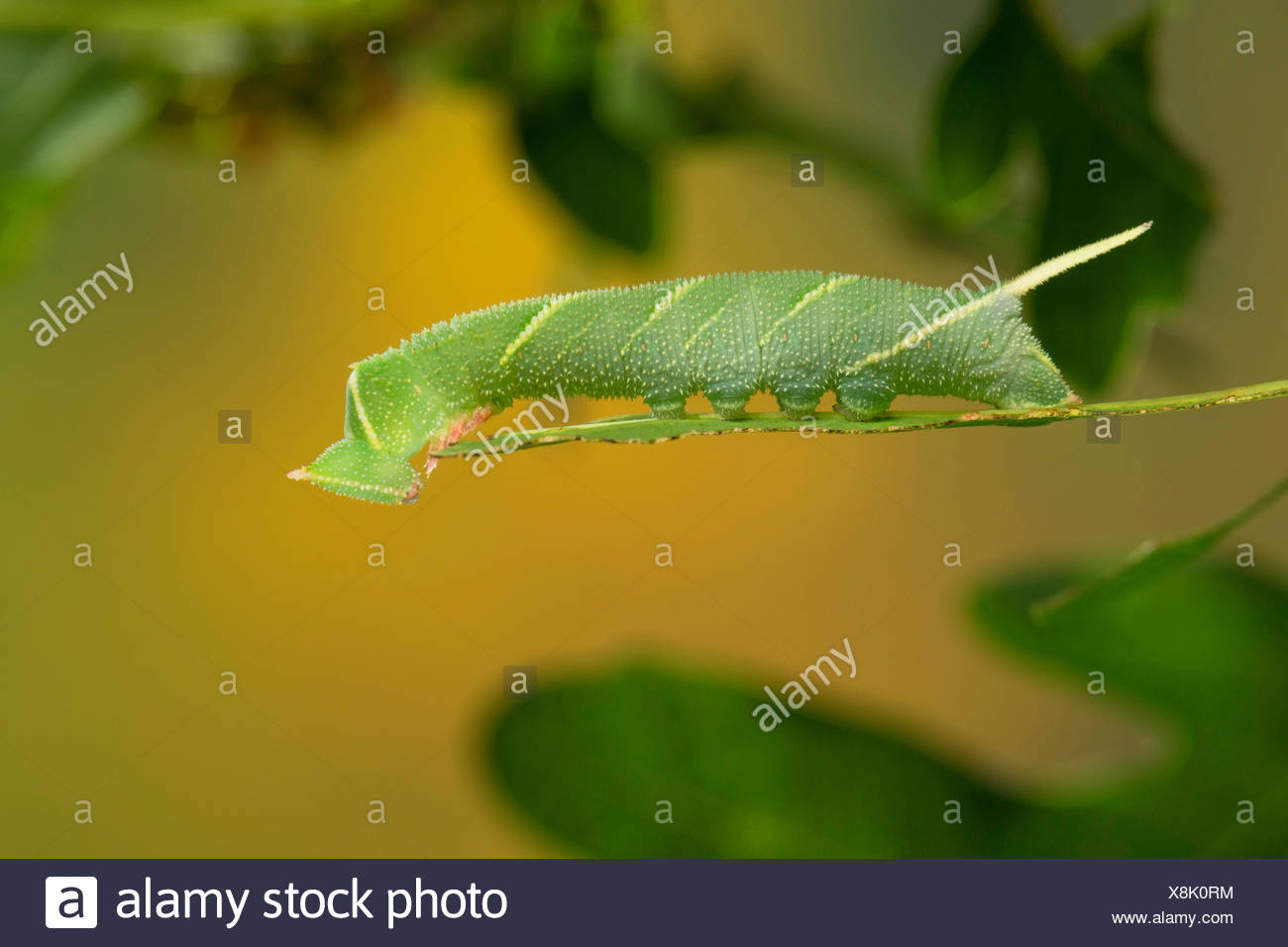Marumba Quercus High Resolution Stock Photography and Images - Alamy
