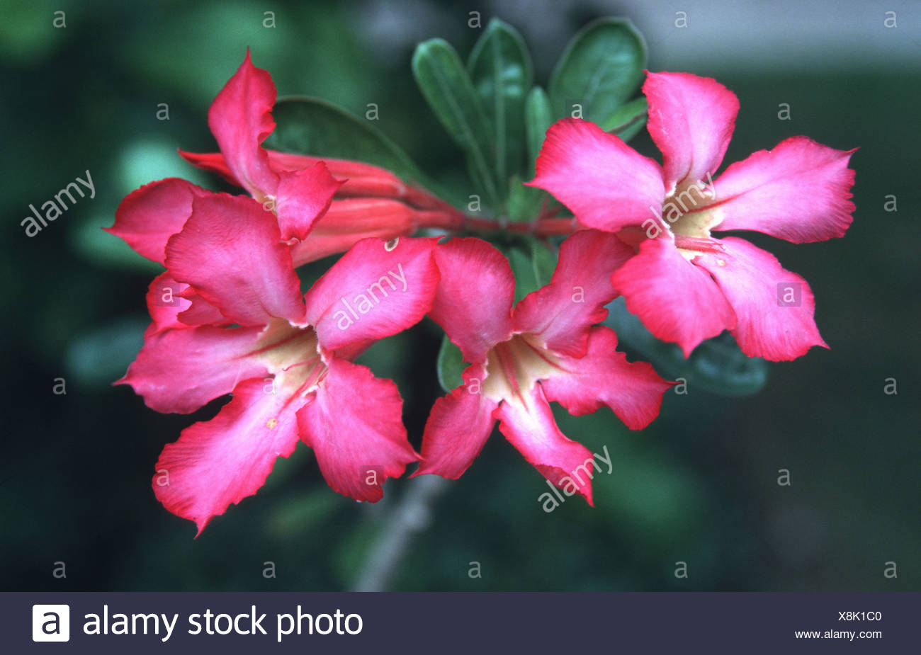 Adenium Tree High Resolution Stock Photography and Images - Alamy