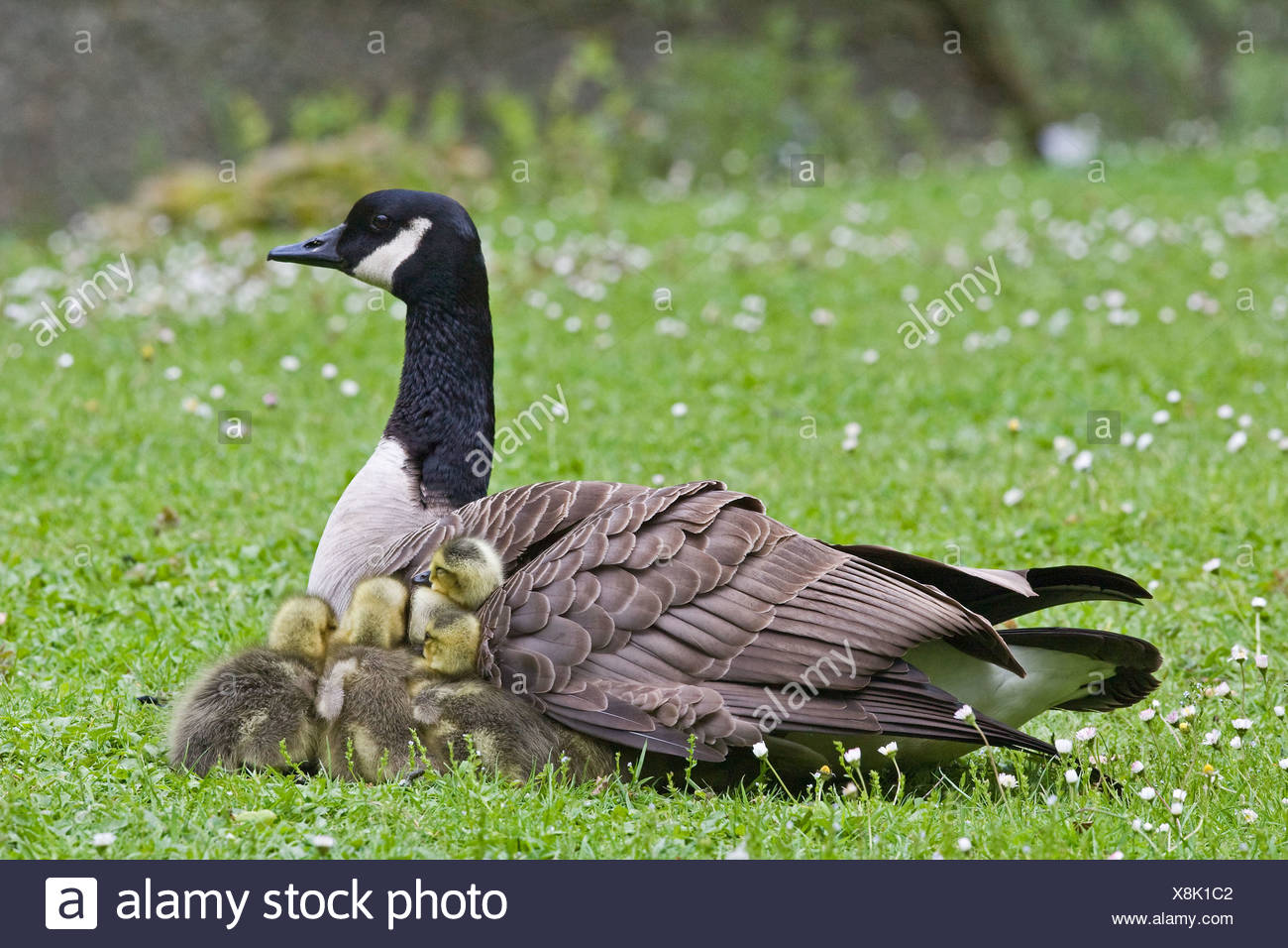 Juvenile Canada Geese Stock Photos & Juvenile Canada Geese Stock Images ...