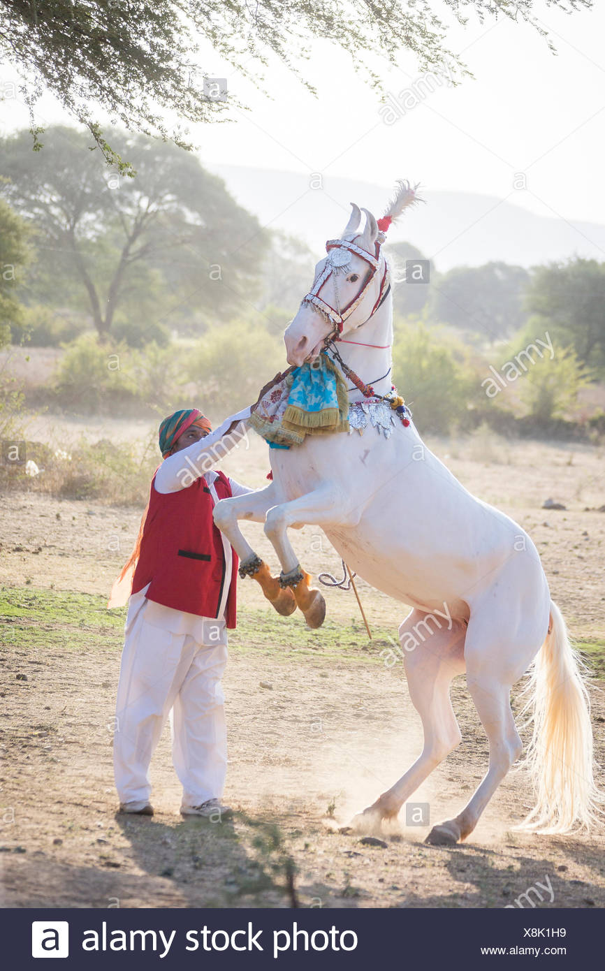 Man Rearing Horse High Resolution Stock Photography and Images - Alamy
