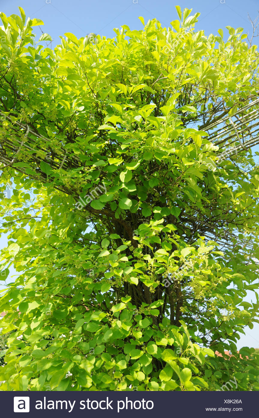 Staff Vine Stock Photos & Staff Vine Stock Images - Alamy