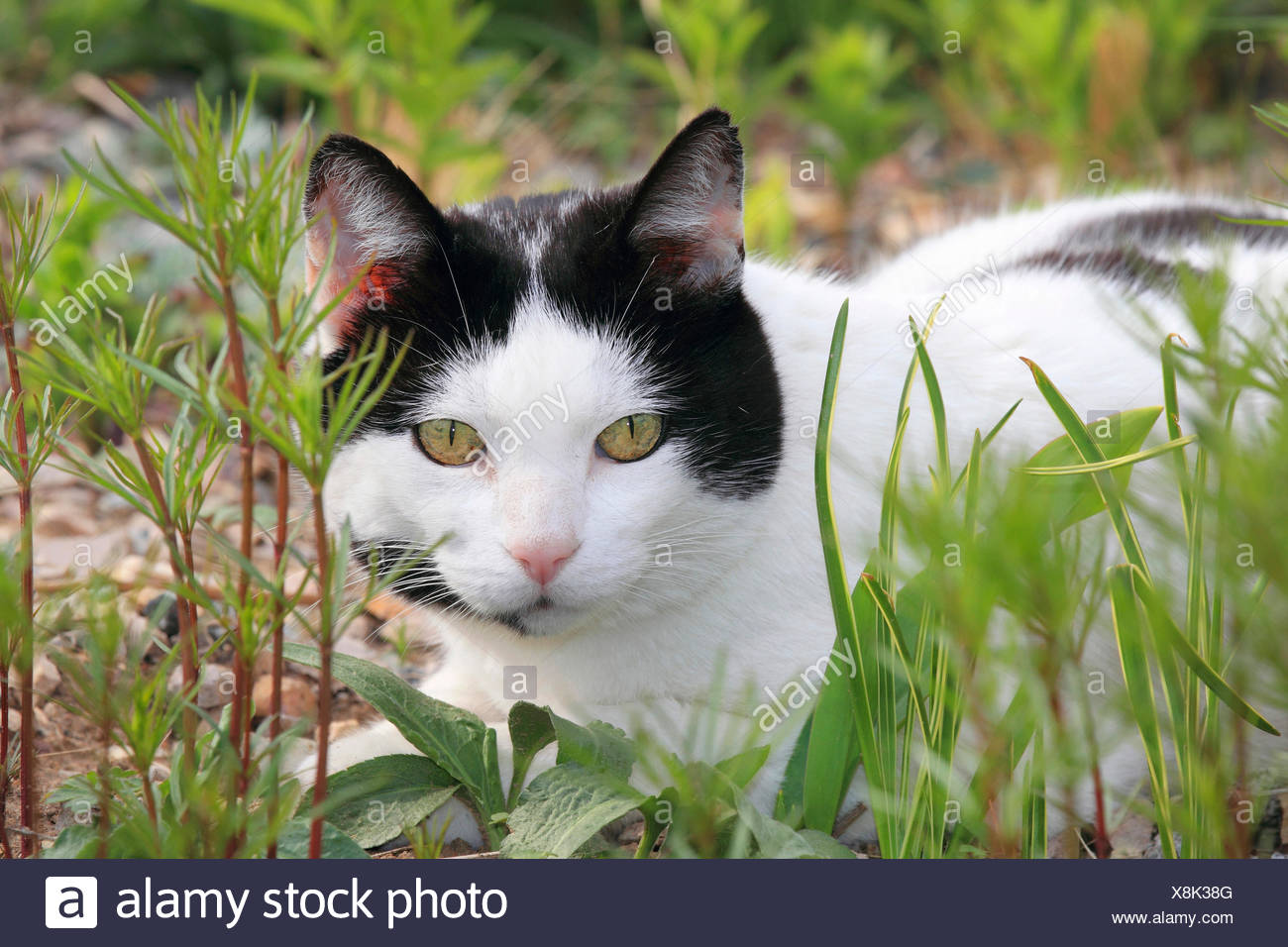 Spotted Black Pied High Resolution Stock Photography and Images - Alamy