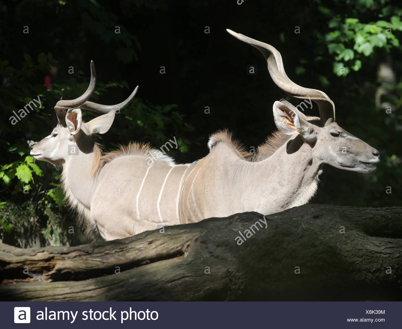 Antilopenart Stock Photos & Antilopenart Stock Images - Alamy