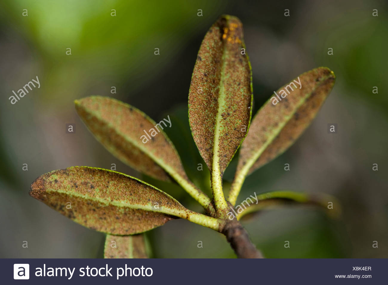 Rust Leaves High Resolution Stock Photography and Images - Alamy