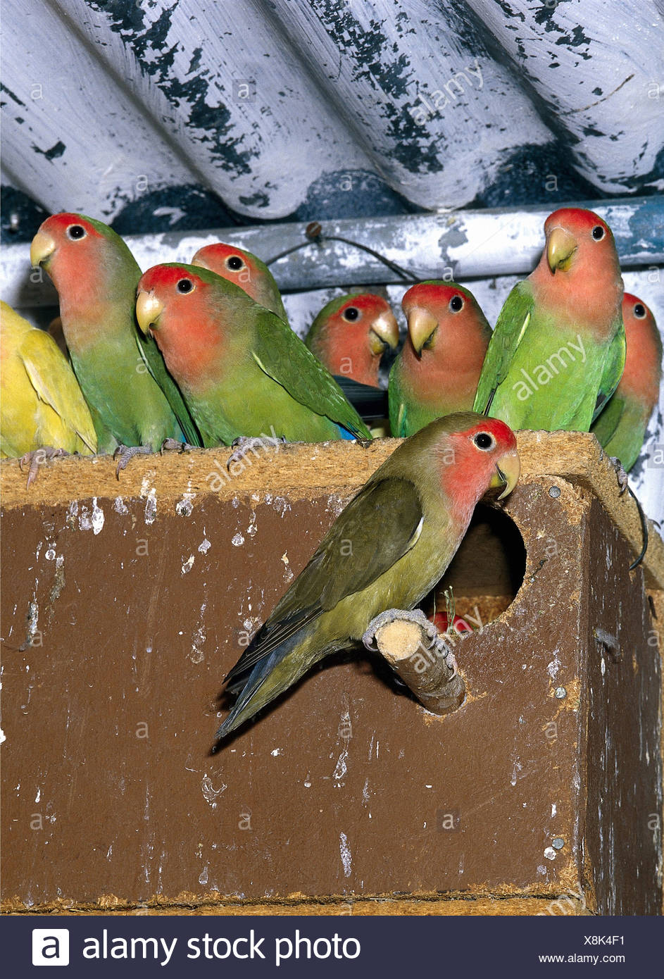 Lilians Lovebird High Resolution Stock Photography and Images - Alamy