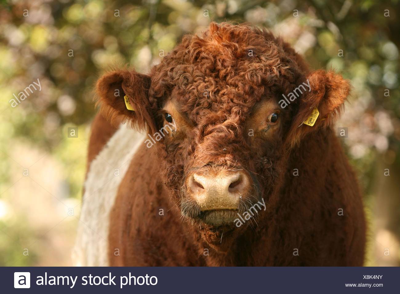 Curly Haired Cow High Resolution Stock Photography and Images - Alamy