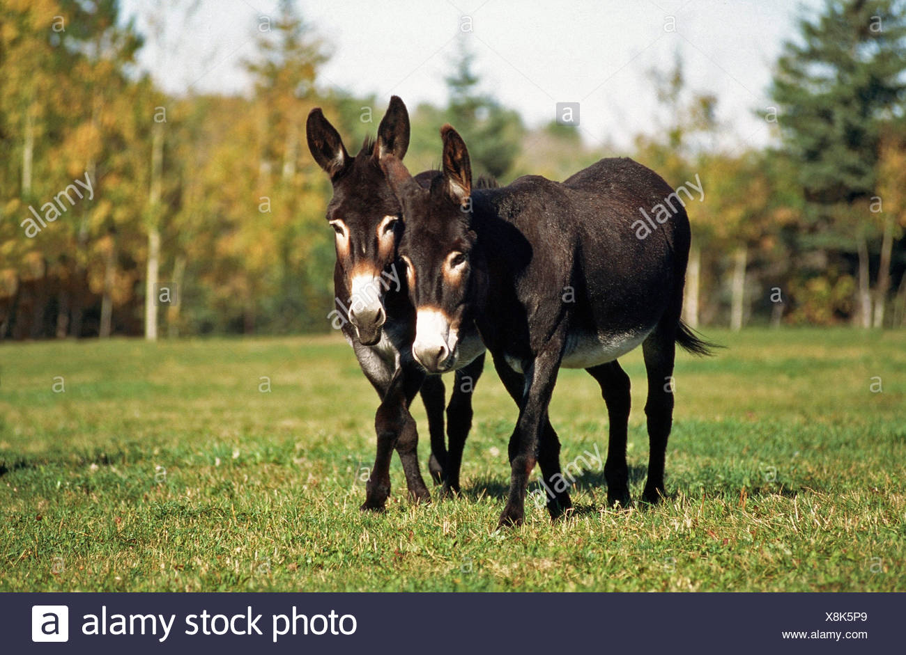 Catalan Donkey