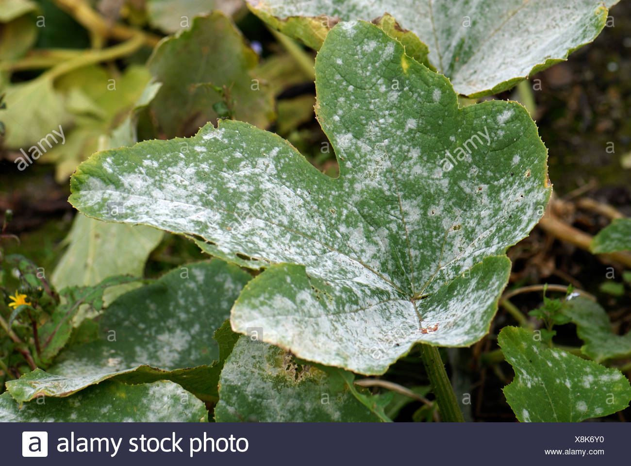 Powdery Mildew On Leaves Cucurbita High Resolution Stock Photography ...