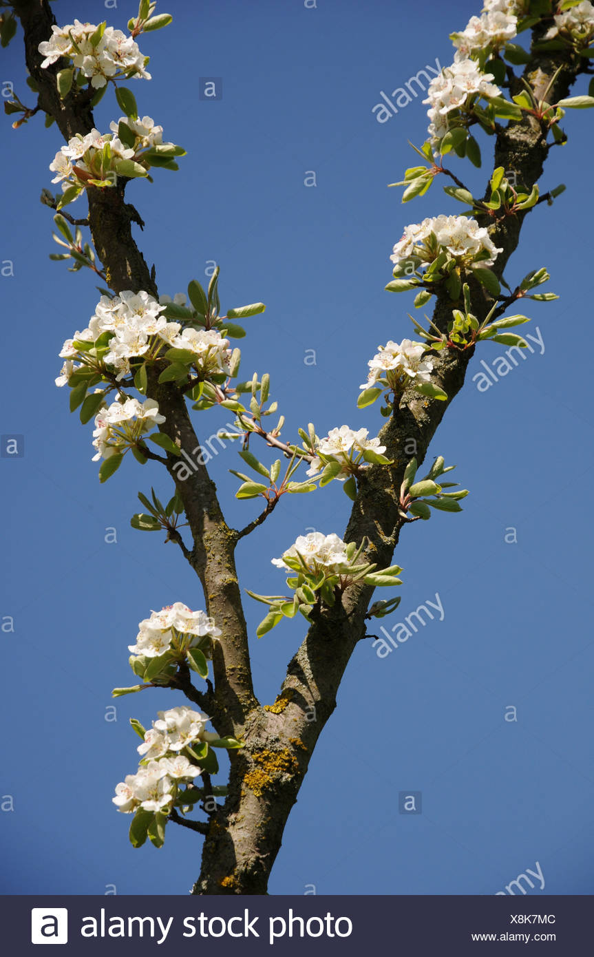 Fastigiate Tree High Resolution Stock Photography and Images - Alamy