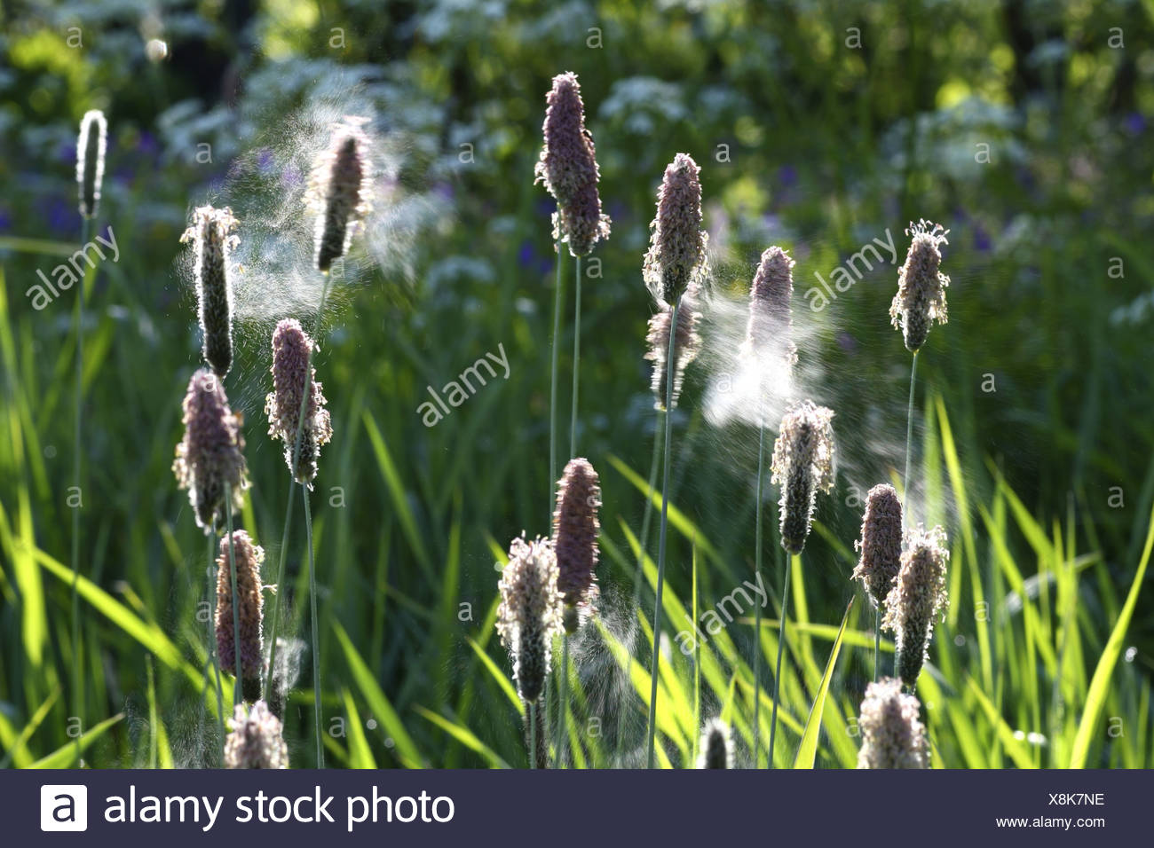 Wind Pollination Grasses Stock Photos & Wind Pollination Grasses Stock ...