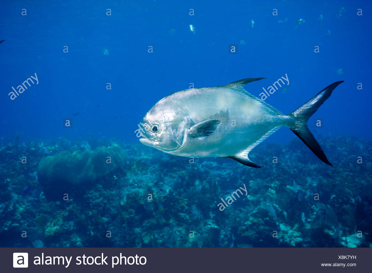 Permit Fish High Resolution Stock Photography and Images - Alamy