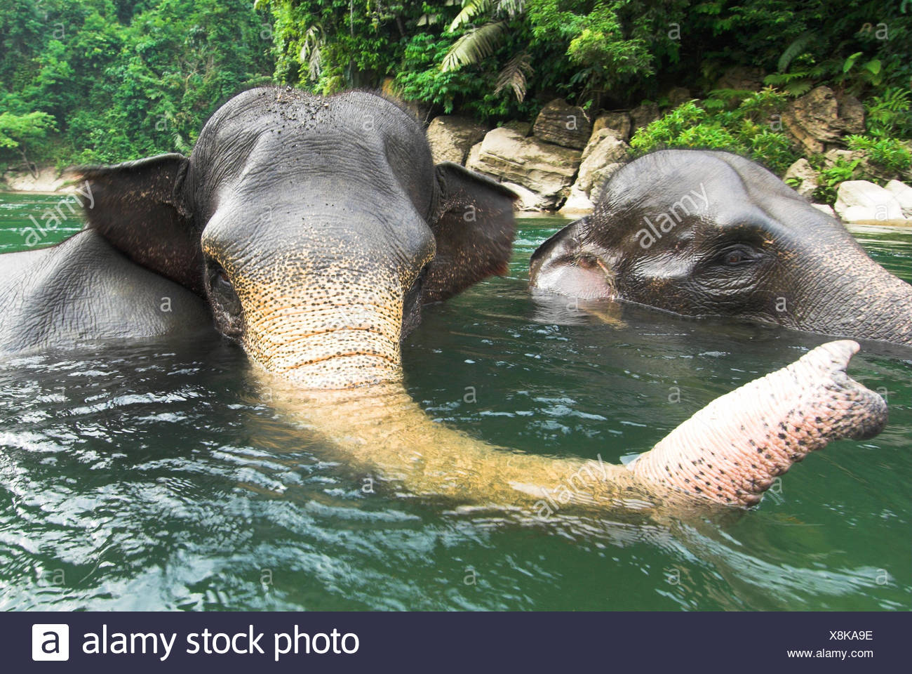Elephas Maximus Sumatrensis High Resolution Stock Photography and ...