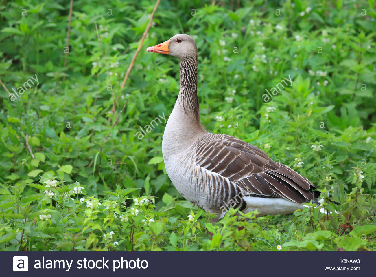 Dead Goose Nature High Resolution Stock Photography and Images - Alamy
