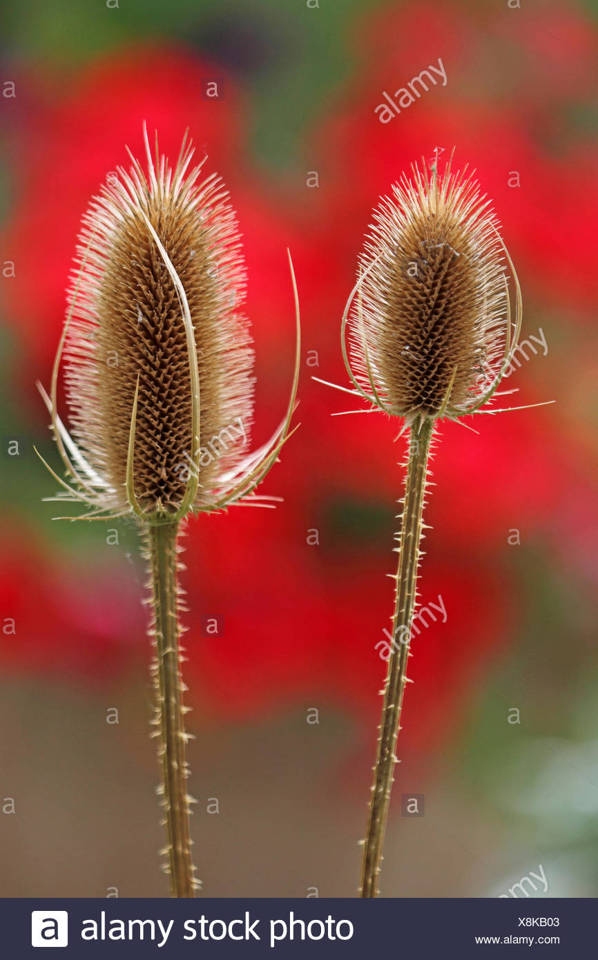 Common Teasel Stock Photos & Common Teasel Stock Images - Alamy