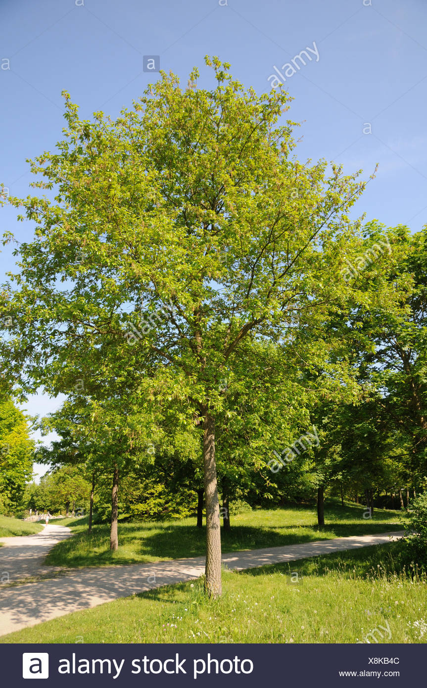 Turkey Oak Tree Stock Photos & Turkey Oak Tree Stock Images - Alamy