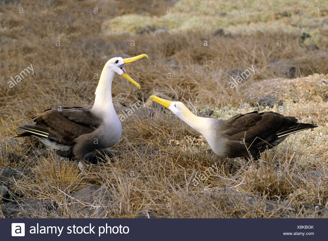 Diomedea Irrorata Stock Photos & Diomedea Irrorata Stock Images - Alamy
