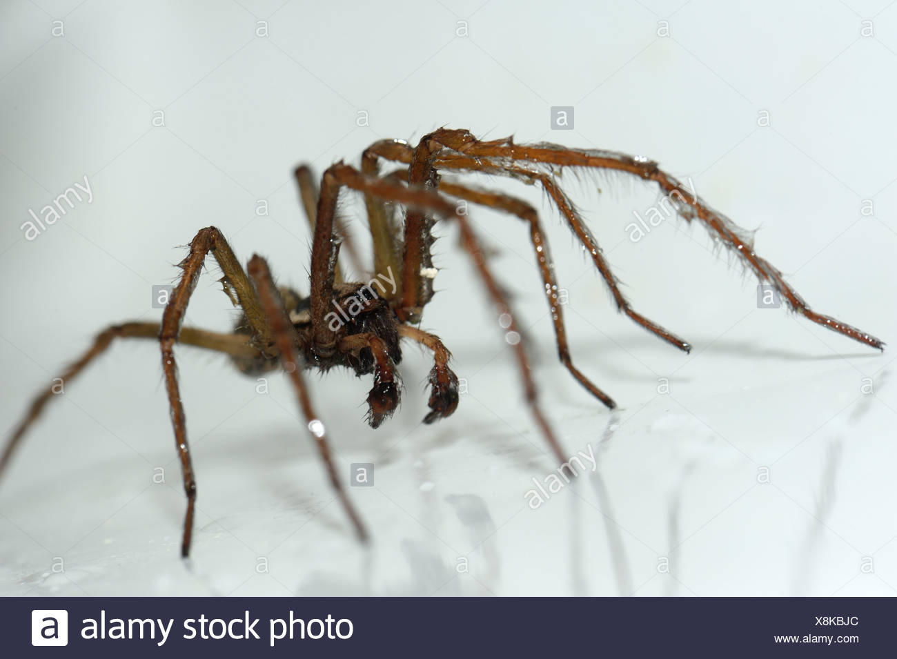 Wet Spider High Resolution Stock Photography and Images - Alamy